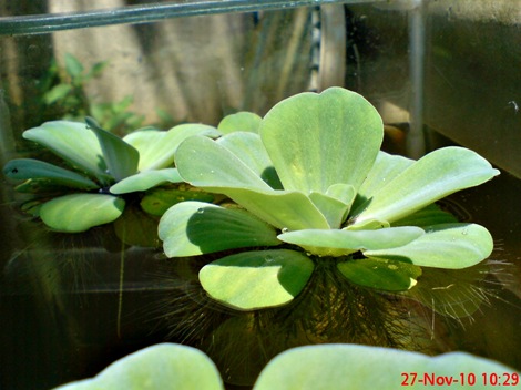 Tanaman Air Apu-Apu - water lettuce - Pistia stratiotes